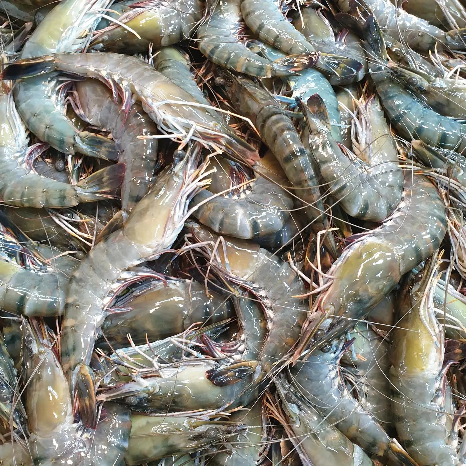 Fresh Grey Prawn 500g - Premium Butchery SG